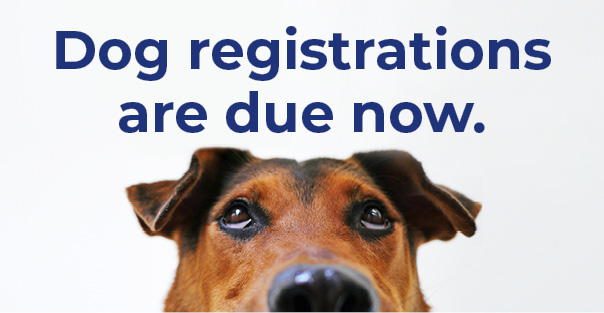 Dog Registrations Due 28 August Paroo Shire Council dog-registrations-due-28-august-paroo-shire-council